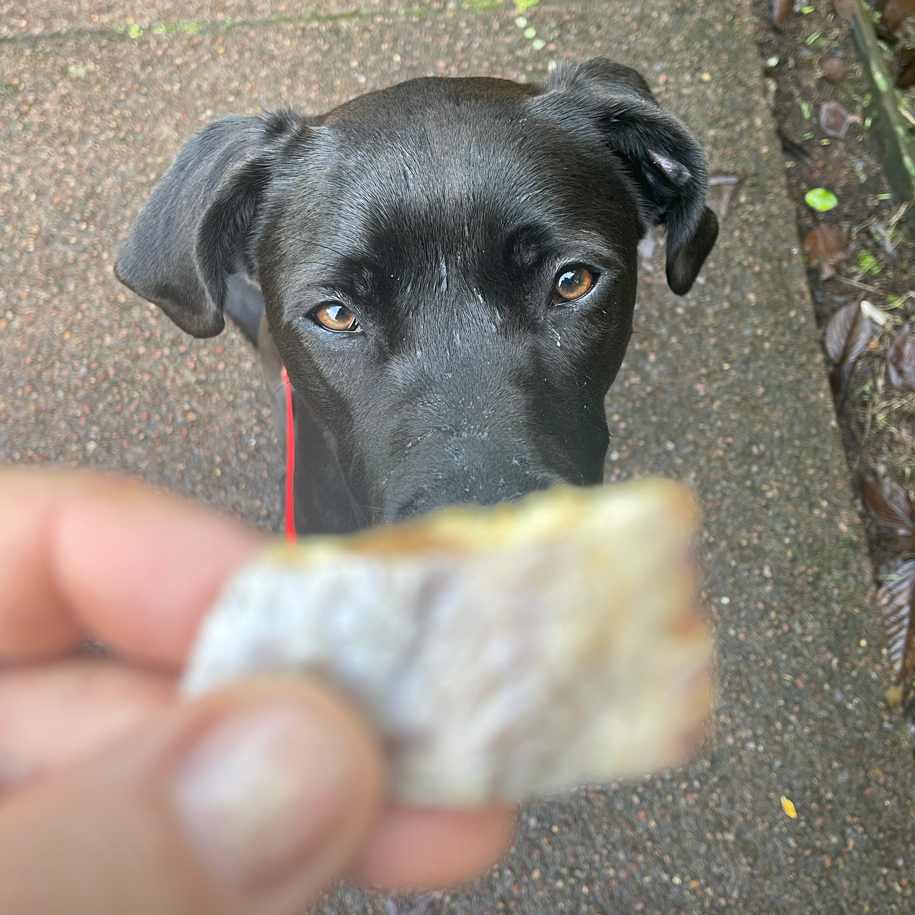 As Good As Humanly Possible | Gourmate Pet Treat Co.